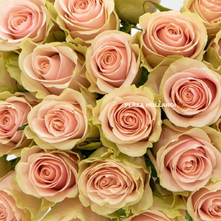 25 Light Pink Roses Bouquet in Qatar | Plaza Hollandi